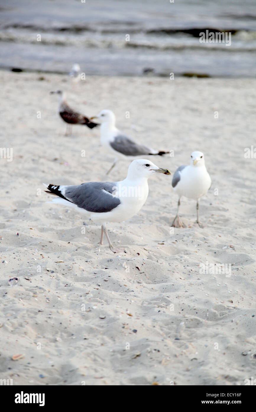 Sommer menschen strand -Fotos und -Bildmaterial in hoher Auflösung – Alamy
