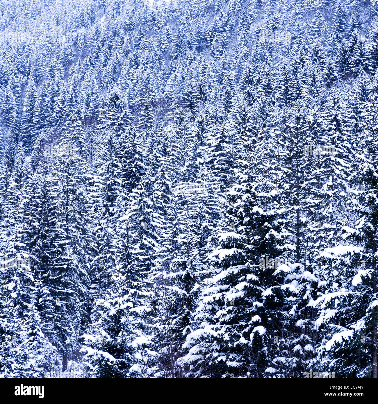 Tannen in einem wald -Fotos und -Bildmaterial in hoher Auflösung – Alamy