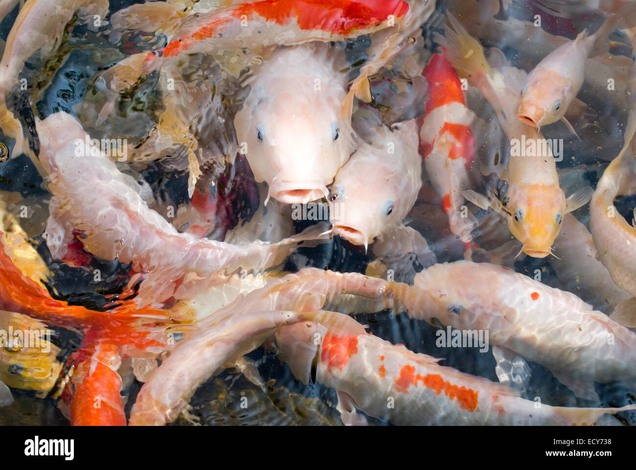 Japanese koi -Fotos und -Bildmaterial in hoher Auflösung – Alamy