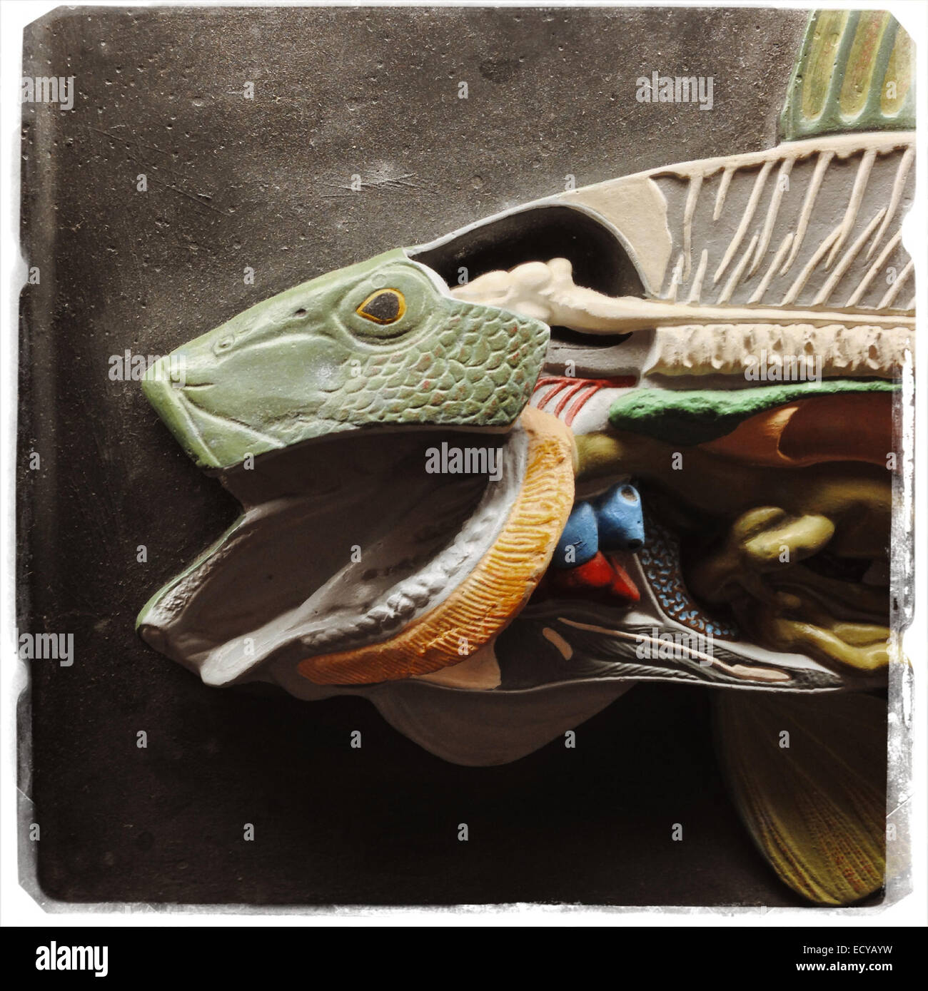 Fisch anatomie -Fotos und -Bildmaterial in hoher Auflösung – Alamy