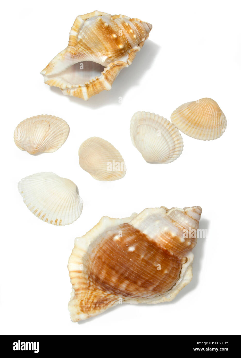 Muscheln silhouette Ausgeschnittene Stockfotos und -bilder - Alamy