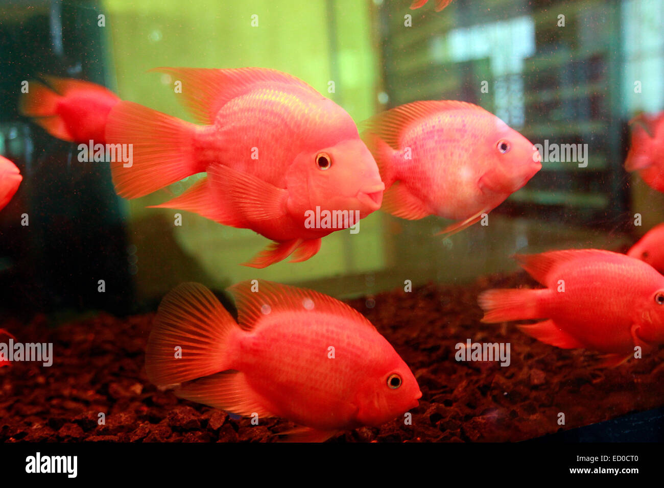 Goldfisch (Carassius Auratus). veiltails in einem Aquarium ...