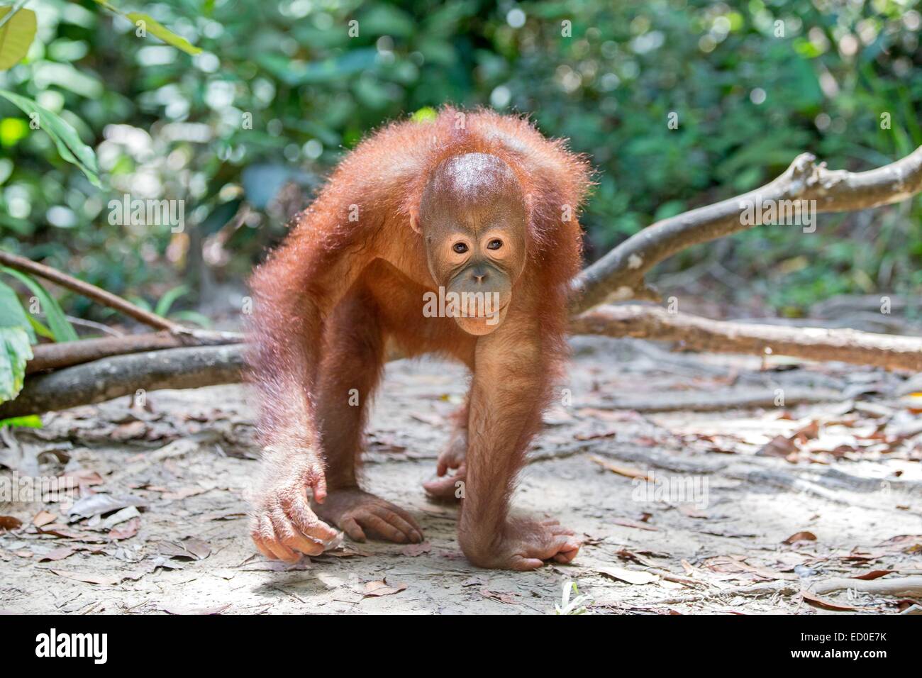 Pongo pygmaeus morio -Fotos und -Bildmaterial in hoher Auflösung – Alamy
