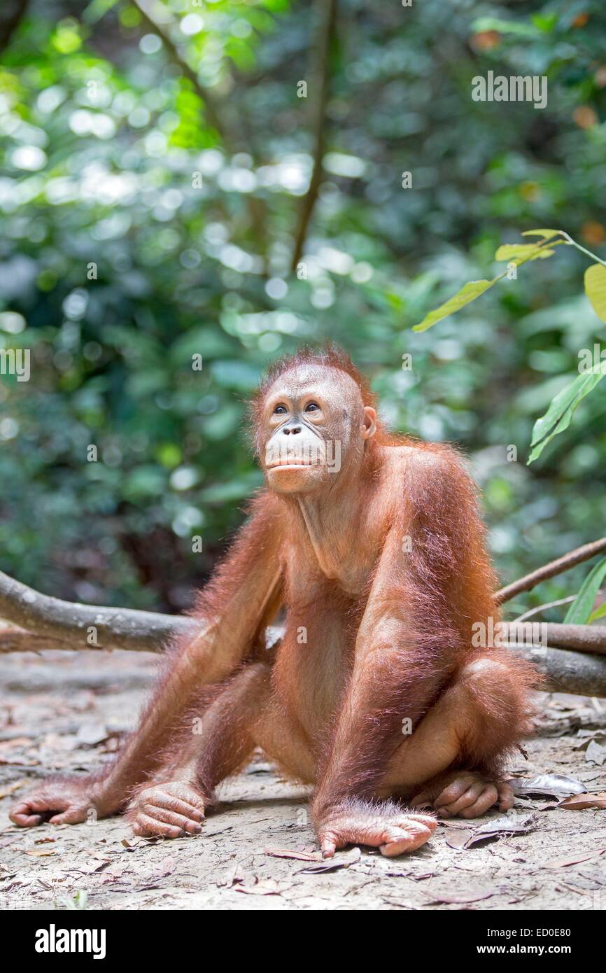 Pongo pygmaeus morio -Fotos und -Bildmaterial in hoher Auflösung – Alamy