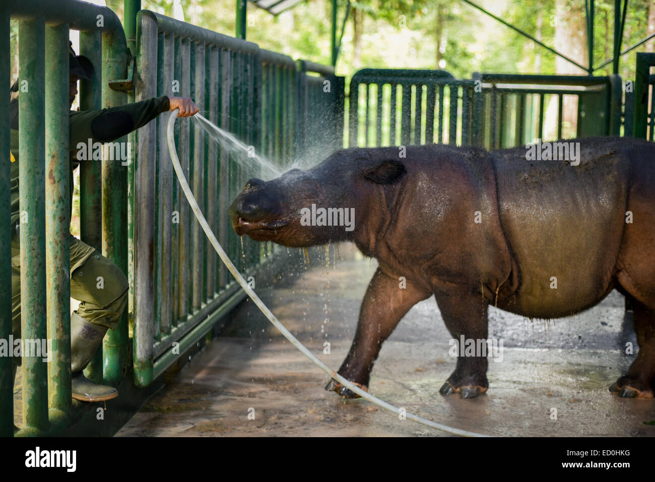 Sumatran Nashorn Kalb Fotos Und Bildmaterial In Hoher Auflösung Alamy