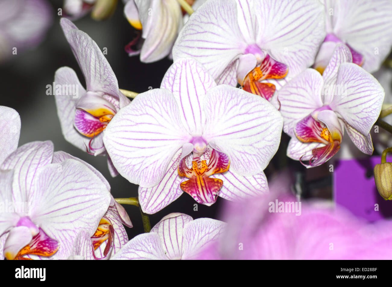 Cattleya Orchidee. Weiße Farbe. Weiß mit violetten Adern ...