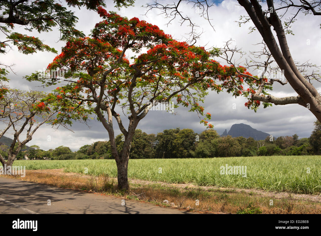 Mauritius africa flame tree flamboyant -Fotos und -Bildmaterial in ...