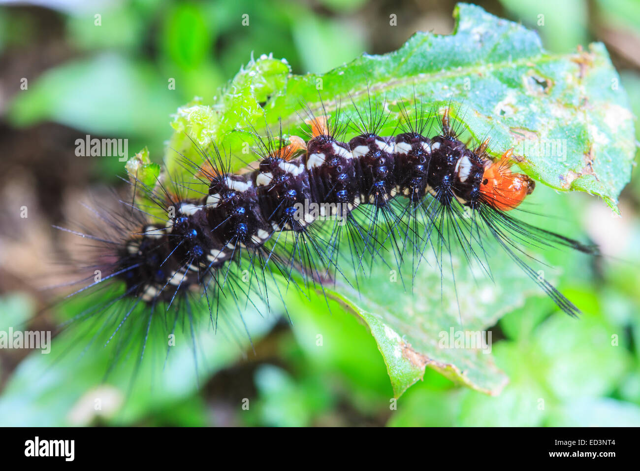 schwarze Raupe, Nahaufnahme Raupe in der Natur Stockfotografie - Alamy