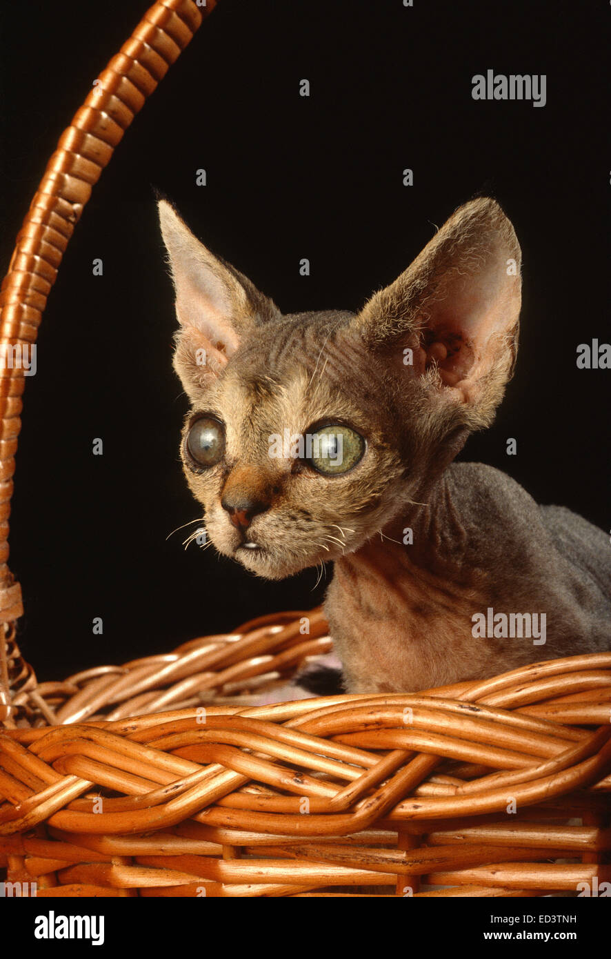 Rex katze -Fotos und -Bildmaterial in hoher Auflösung – Alamy