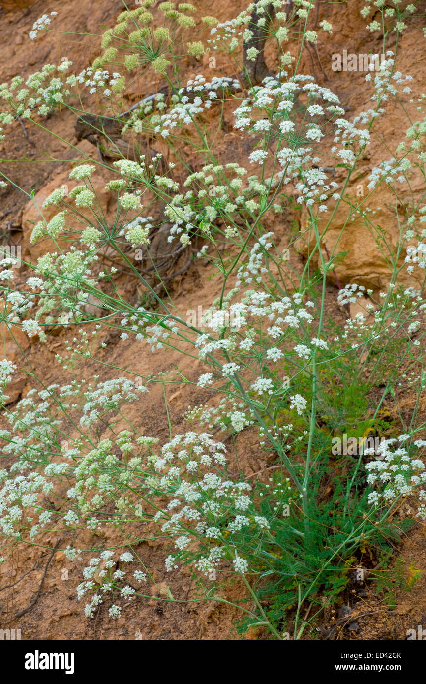 Ein Doldengewächse, Astrodaucus Orientalis, Türkei Stockfotografie - Alamy