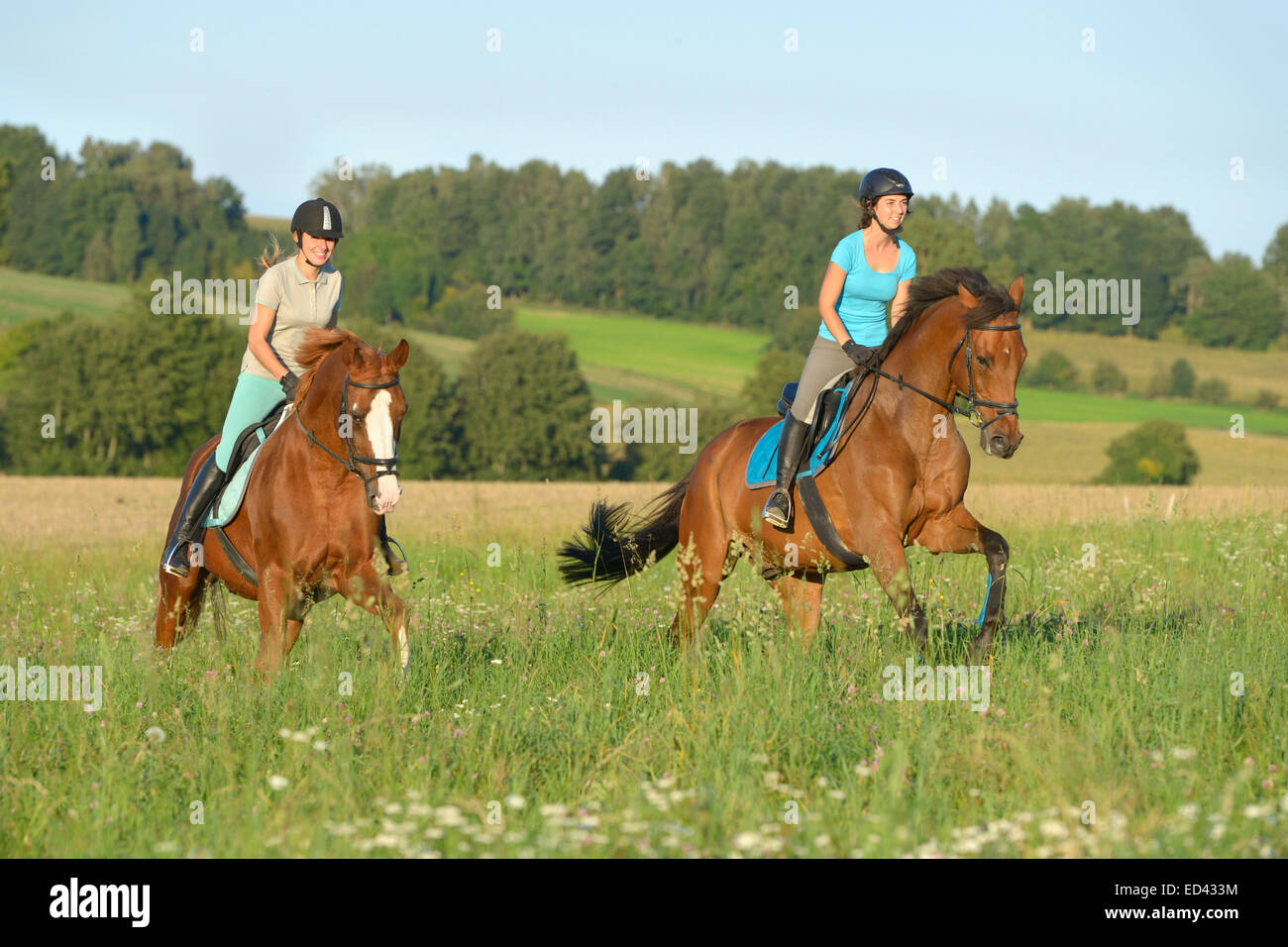 Zwei galoppieren -Fotos und -Bildmaterial in hoher Auflösung – Alamy