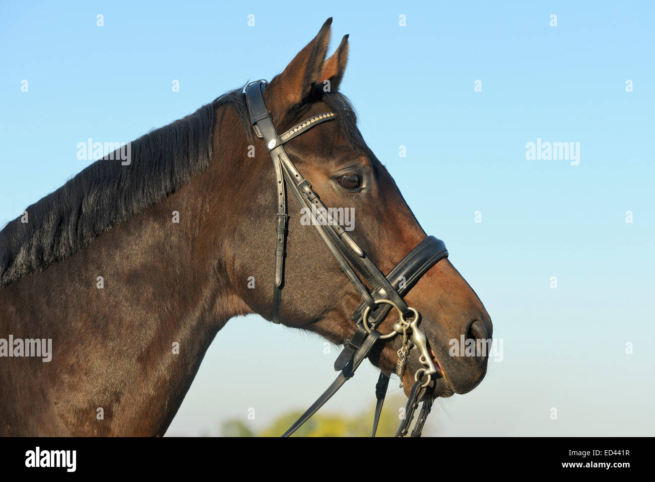 Hannoveraner Pferd mit einer Kandare Stockfotografie - Alamy