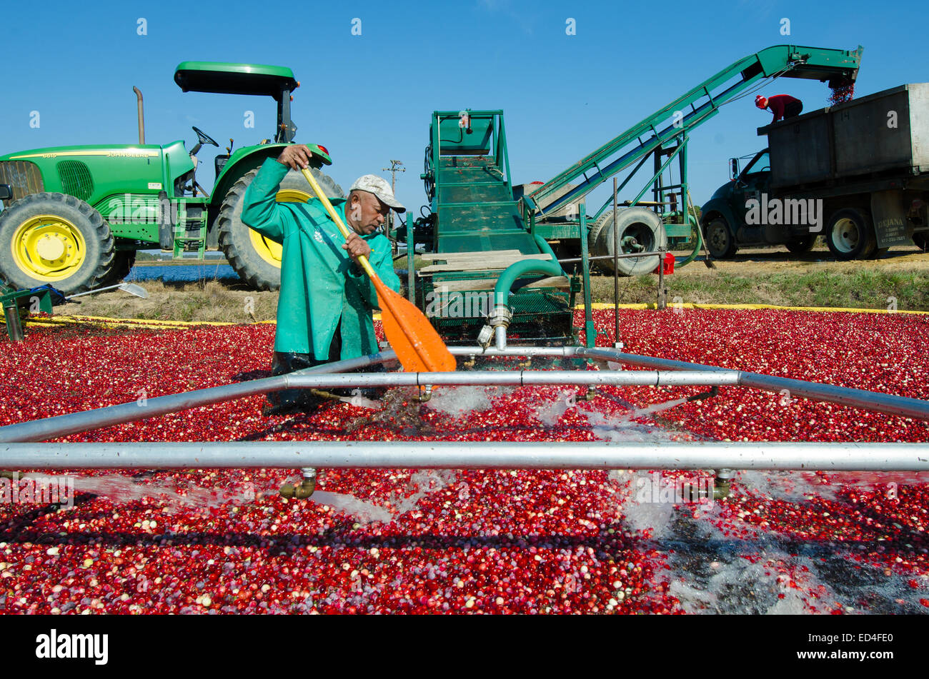Preiselbeeren ernte -Fotos und -Bildmaterial in hoher Auflösung – Alamy