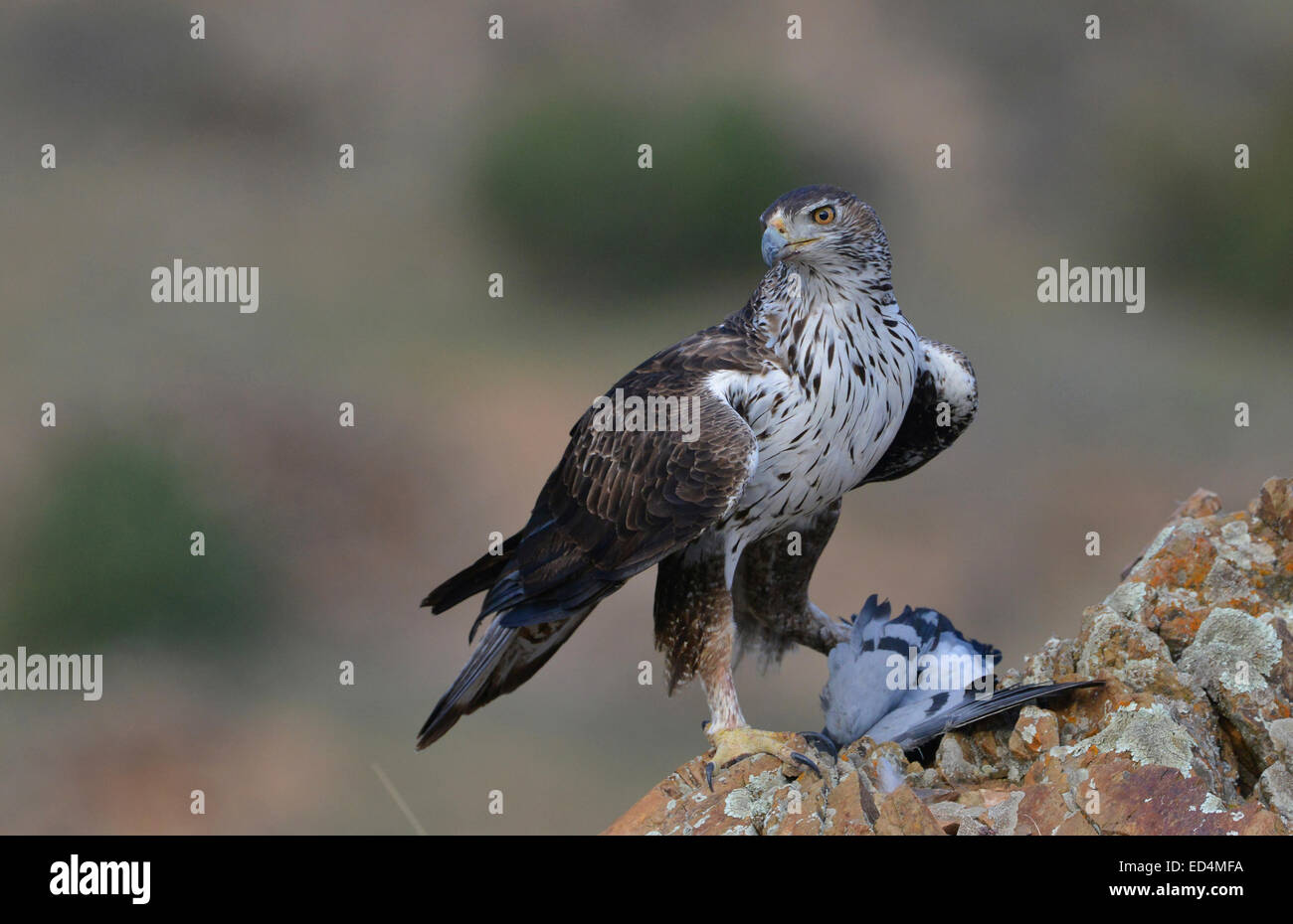 Columba livia sizilien -Fotos und -Bildmaterial in hoher Auflösung – Alamy