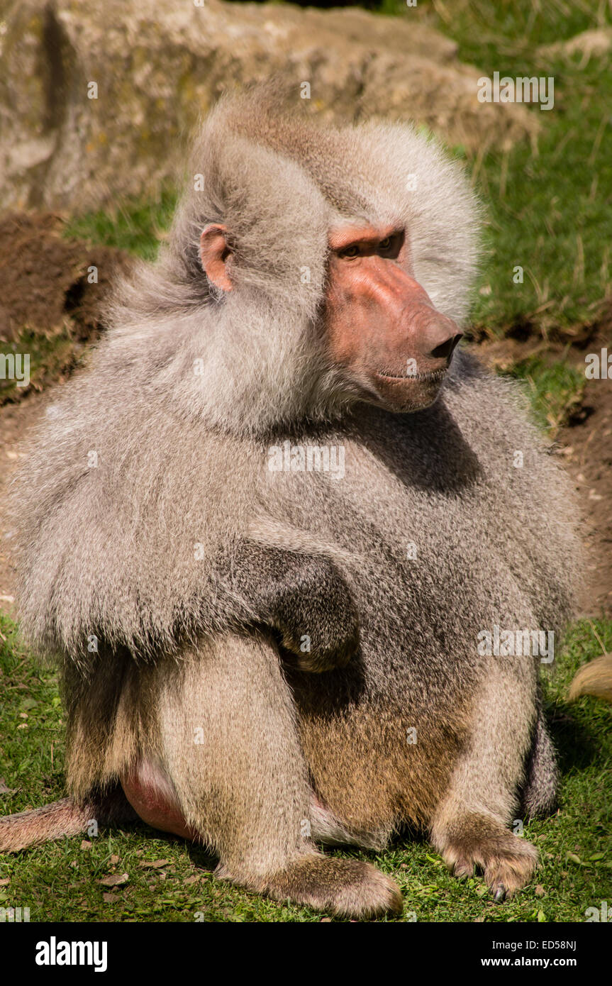 Pavian male -Fotos und -Bildmaterial in hoher Auflösung – Alamy
