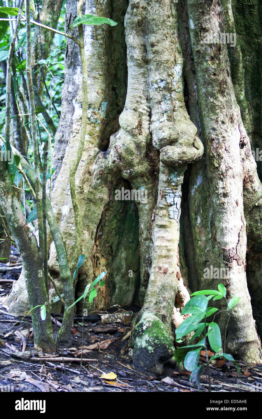 Ficus Baum Stamm Manuel Antonio Nationalpark (Parque Nacional Manuel ...