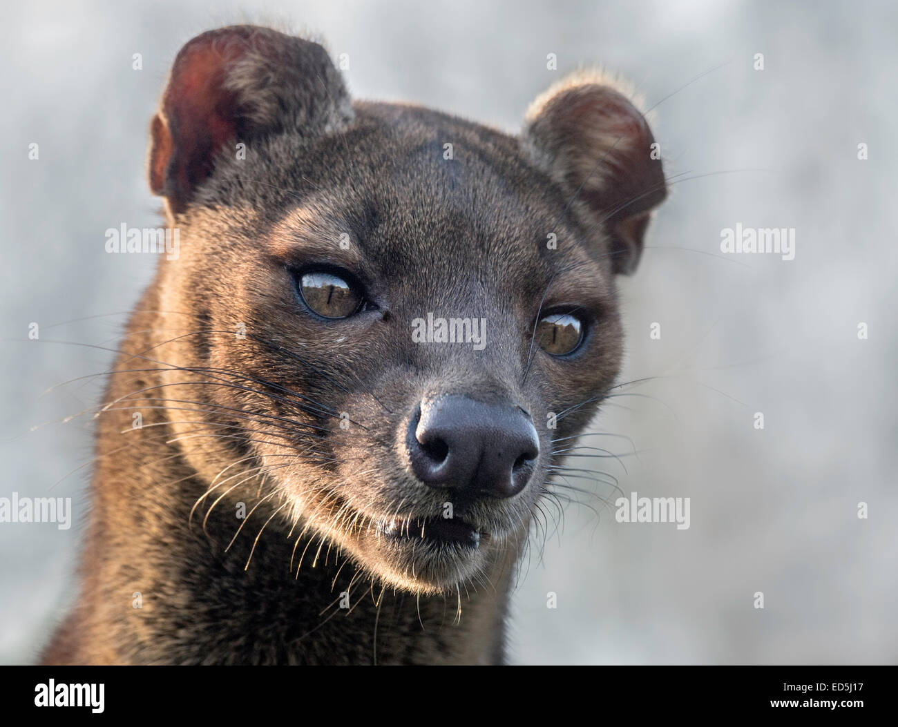 Die fossa -Fotos und -Bildmaterial in hoher Auflösung – Alamy