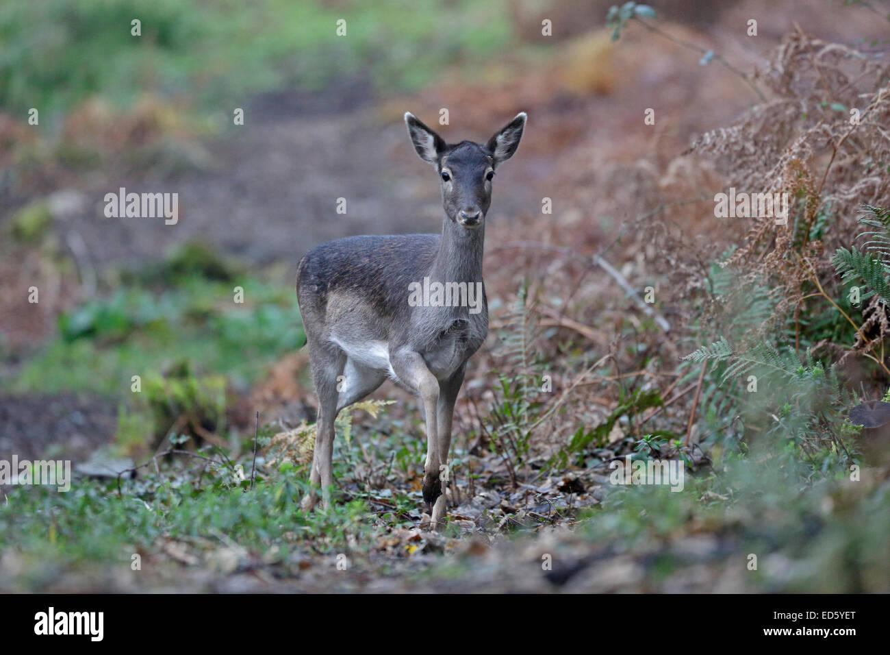 Damhirsch winter -Fotos und -Bildmaterial in hoher Auflösung – Alamy