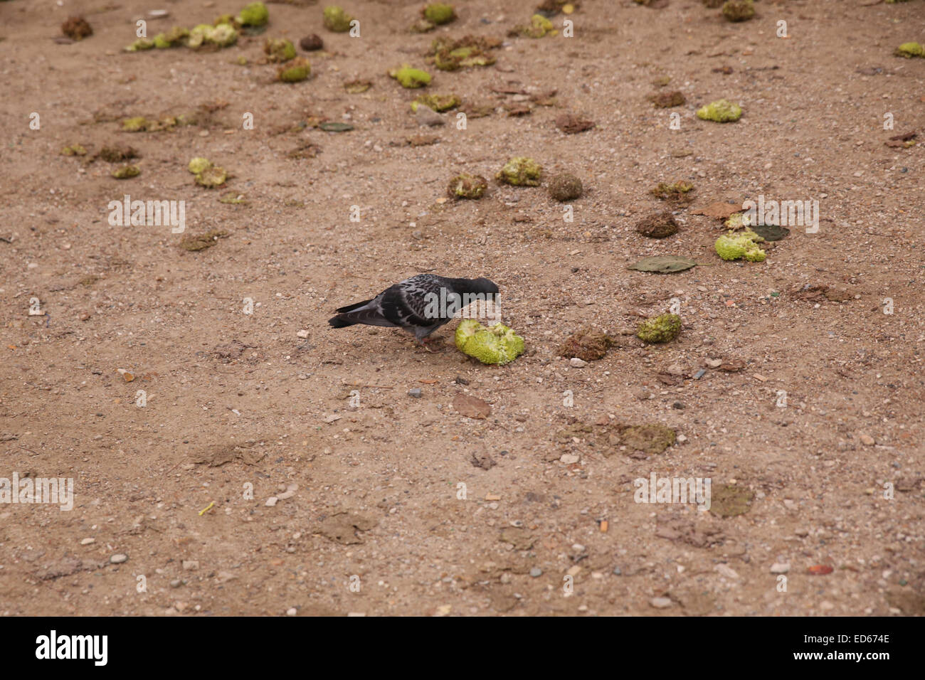 Bird eating -Fotos und -Bildmaterial in hoher Auflösung – Alamy