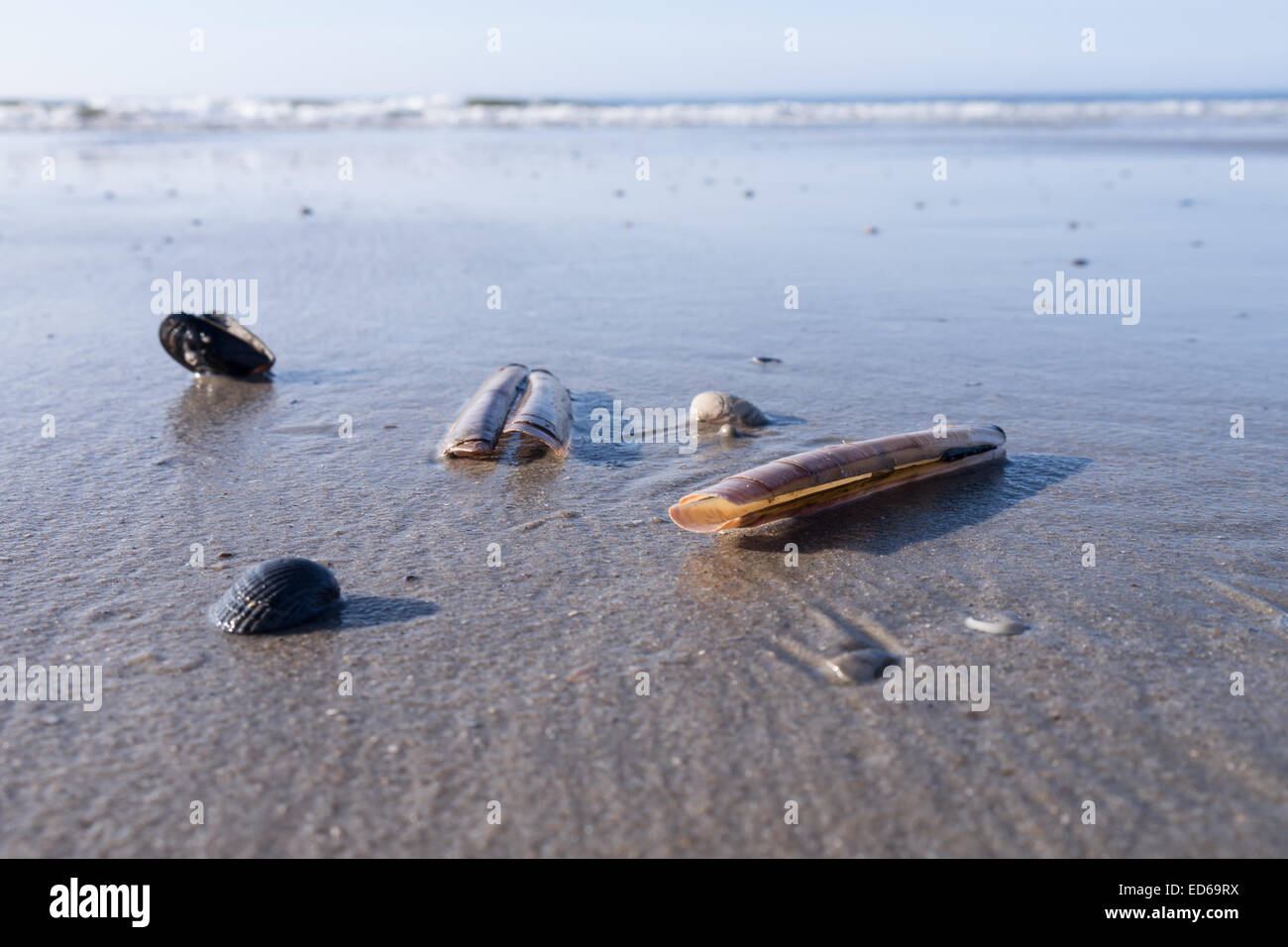 Nordsee muscheln -Fotos und -Bildmaterial in hoher Auflösung – Alamy