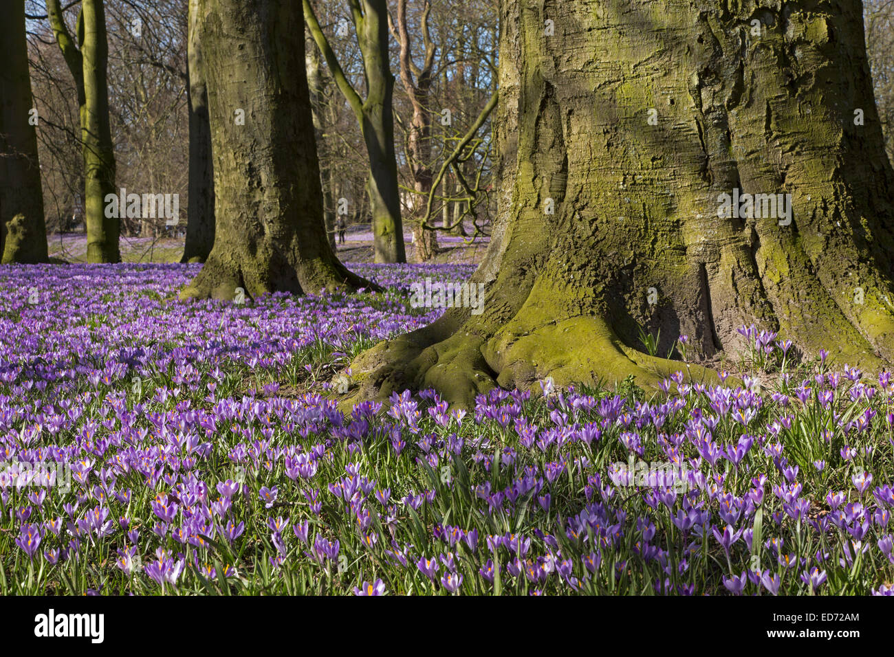 Husum krokus -Fotos und -Bildmaterial in hoher Auflösung – Alamy