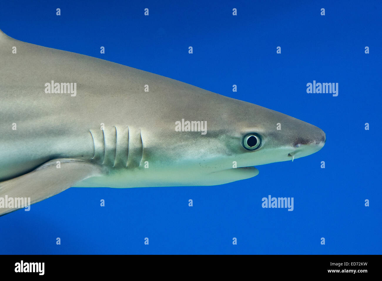 Carcharhinus Melanopterus - Schwarzspitzen-Riffhai - Meeresfisch ...