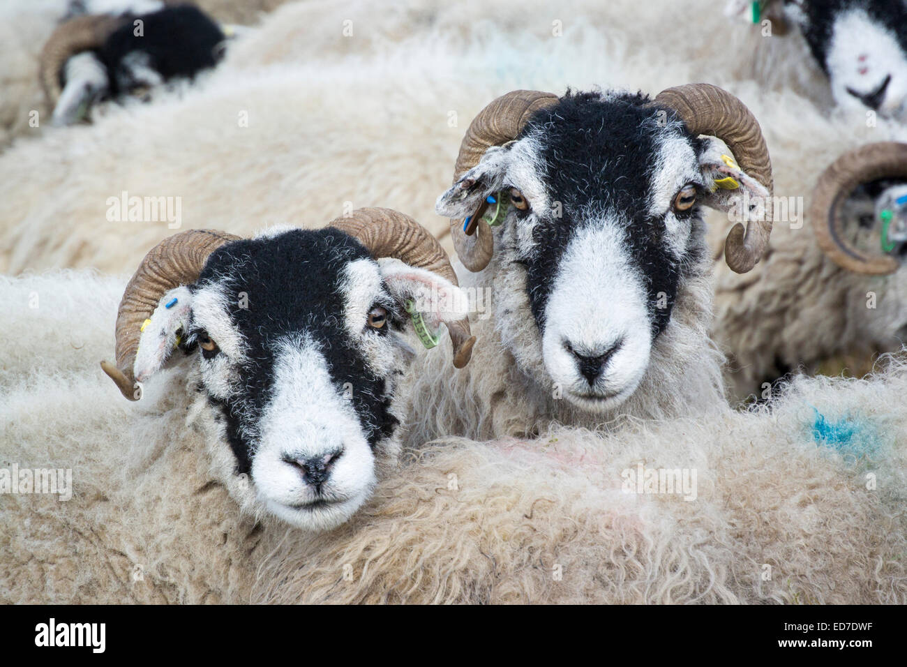 Schafe auf moorland -Fotos und -Bildmaterial in hoher Auflösung – Alamy