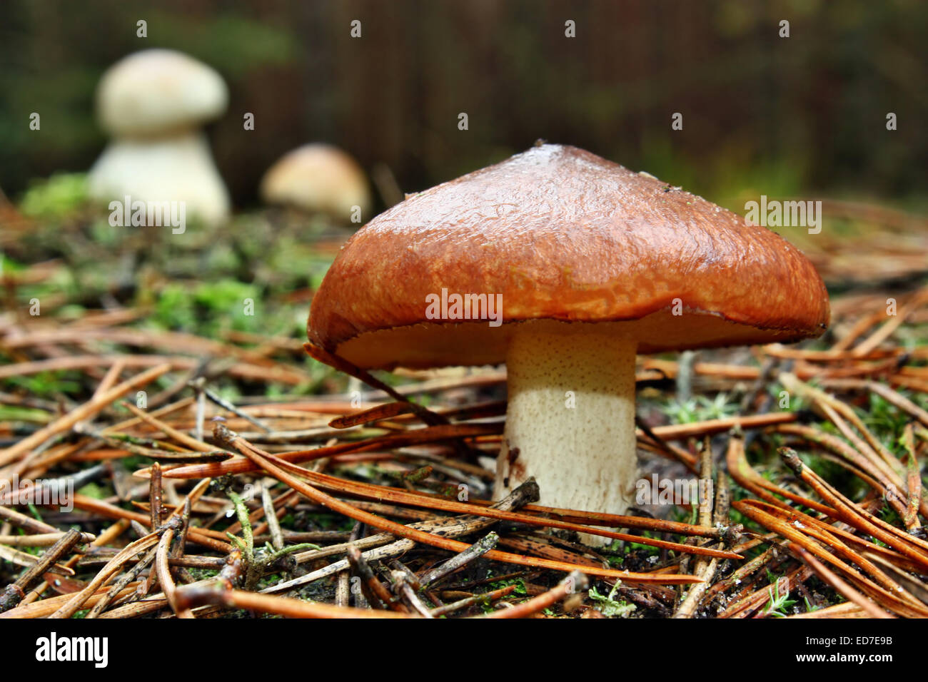 Pilz Suillus Luteus und Boletus Edulis wächst im Wald Stockfotografie ...
