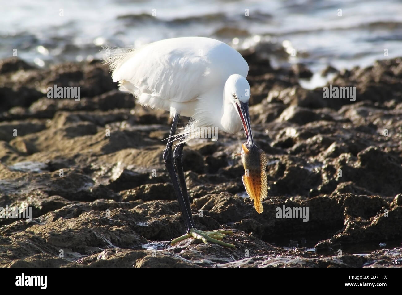 Ein Weißer Reiher Vogel ist an einem steinigen Strand, Fuß ein kleiner ...