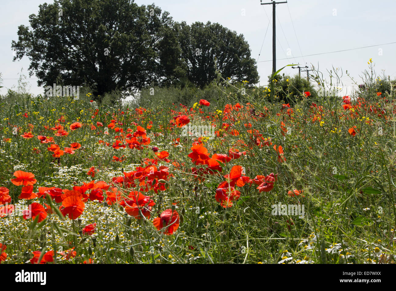 Shropshire mohn -Fotos und -Bildmaterial in hoher Auflösung – Alamy