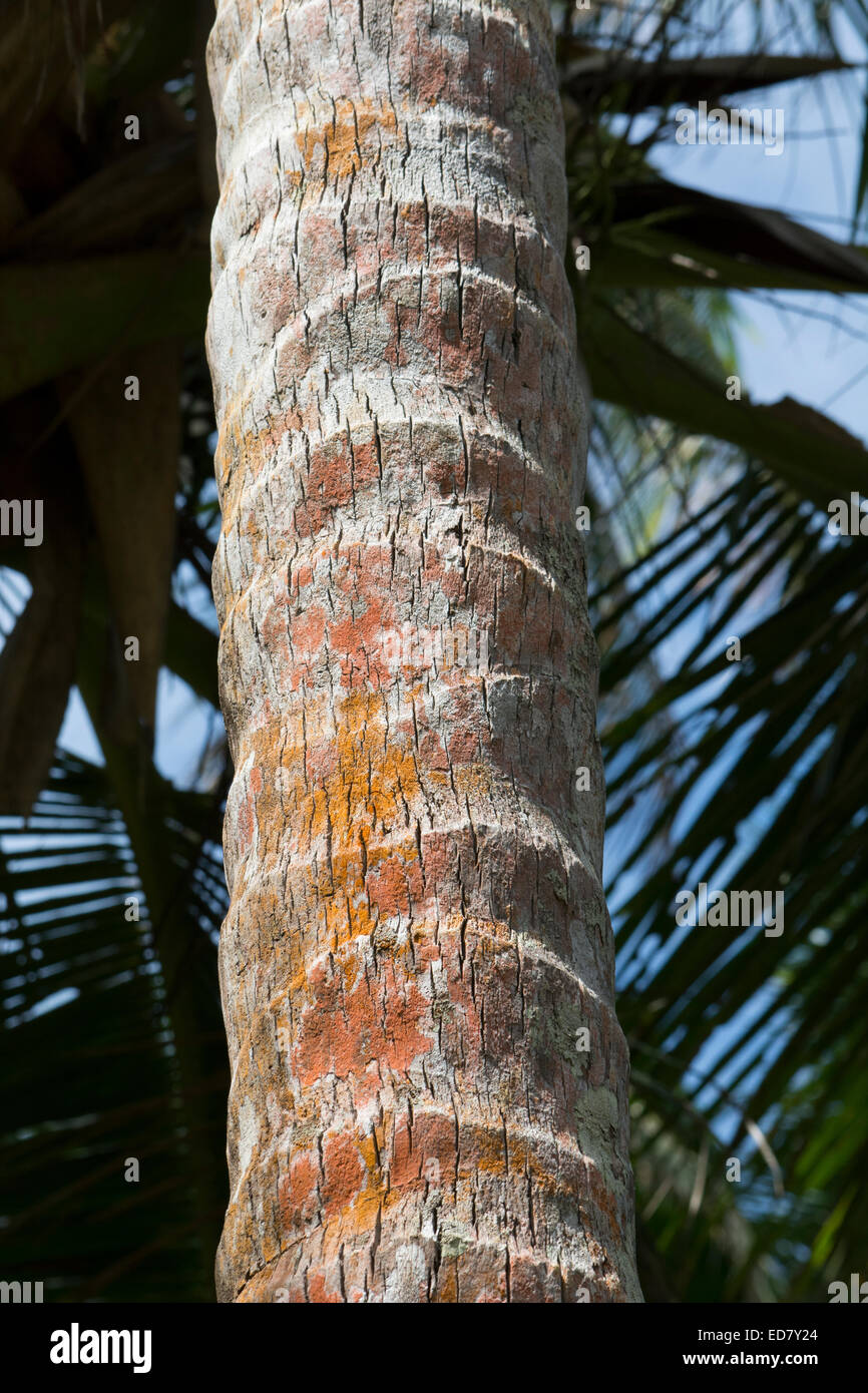 Melanesien, Papua-Neu-Guinea, Bismarck Seegebiet, Tuam Insel. Detail ...