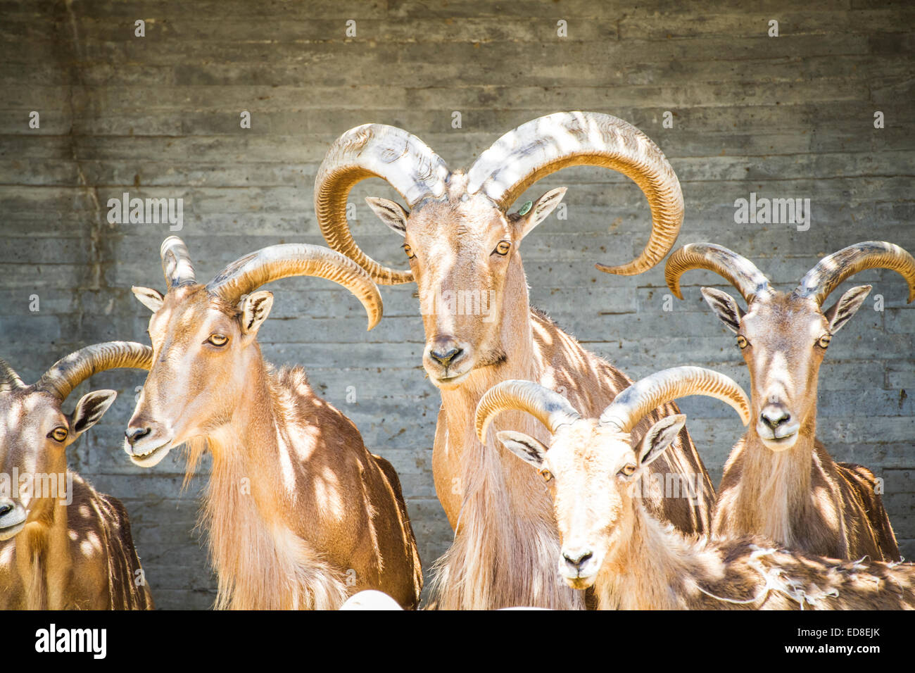 schöne Gruppe von spanischer Steinbock, typische Tier Stockfotografie ...