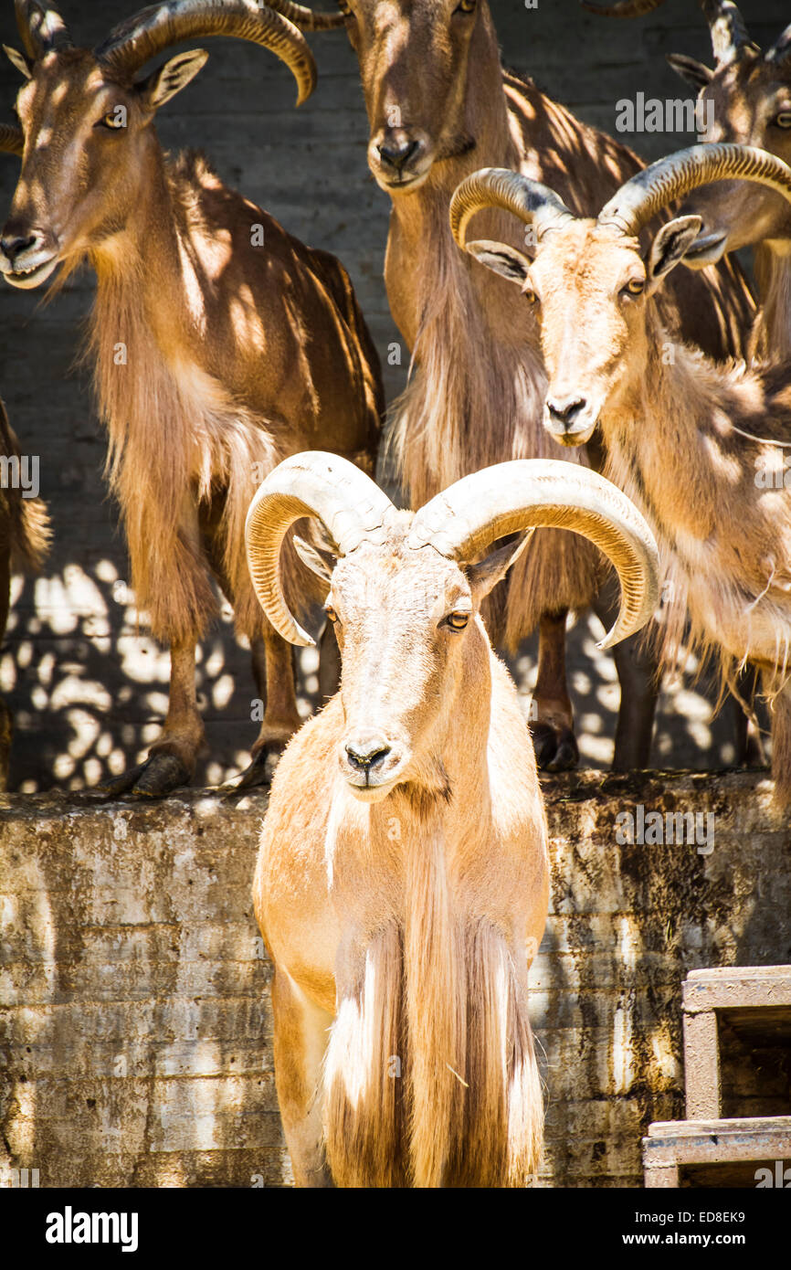 Nubian steinbock -Fotos und -Bildmaterial in hoher Auflösung – Alamy