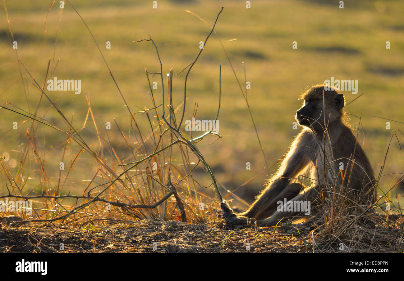 Betrachtung der Pavian in Sambia in der Abenddämmerung Stockfotografie ...