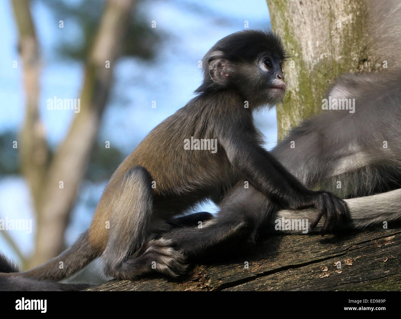 Juvenile Southeast Asian Dusky Blatt Affe (Trachypithecus Obscurus ...