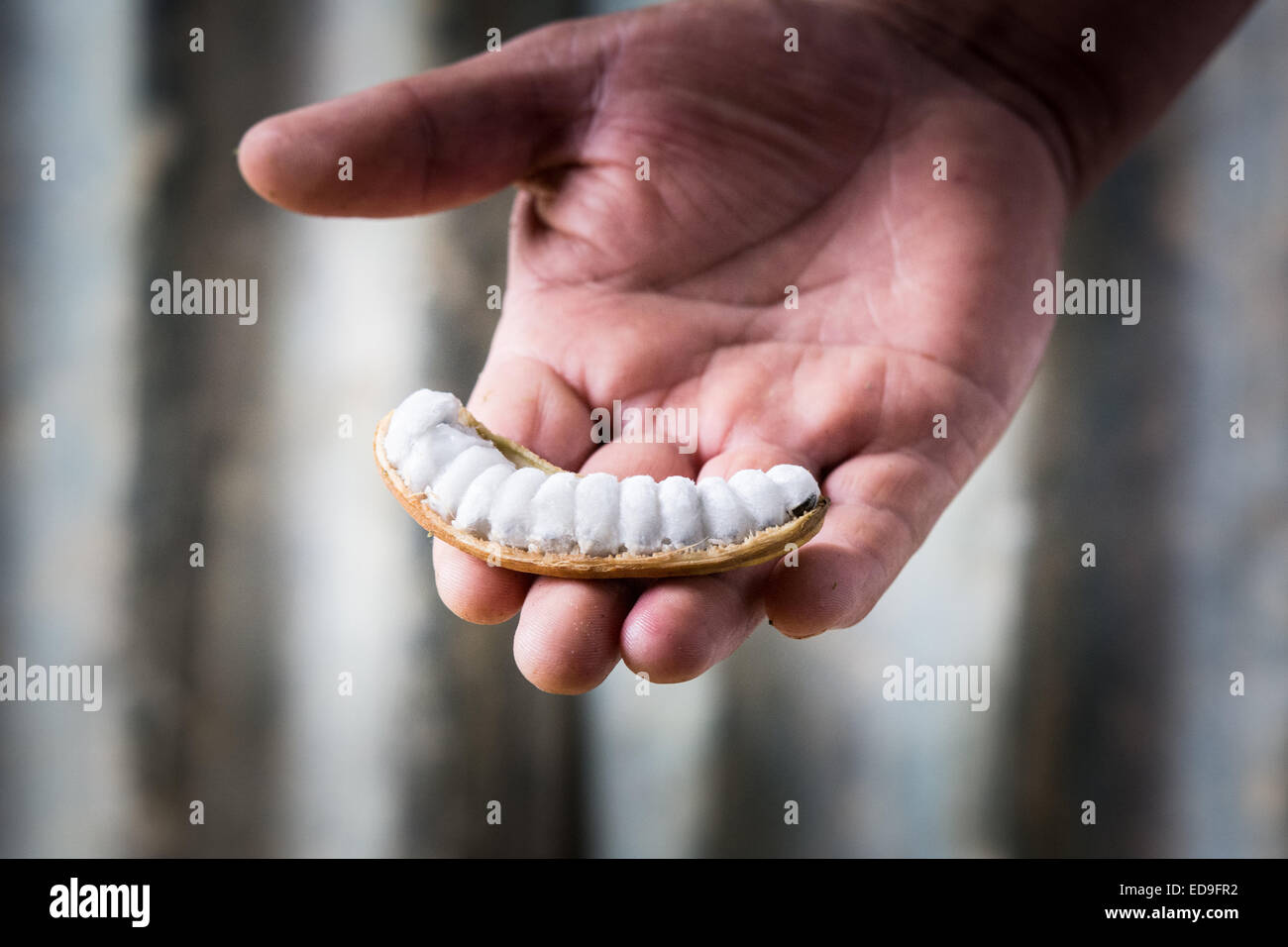 Guaba frucht -Fotos und -Bildmaterial in hoher Auflösung – Alamy
