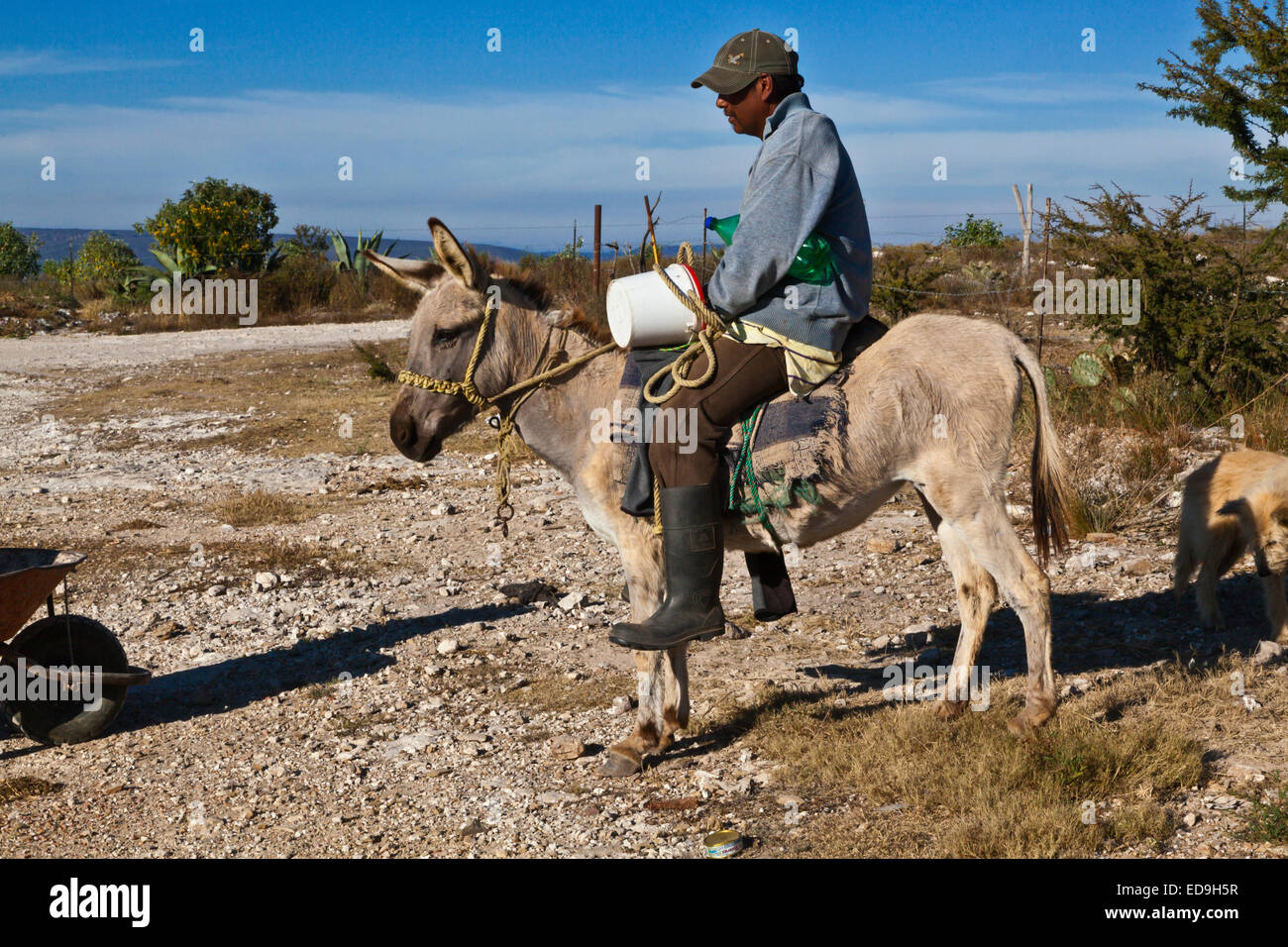 Mann reiten esel -Fotos und -Bildmaterial in hoher Auflösung – Alamy