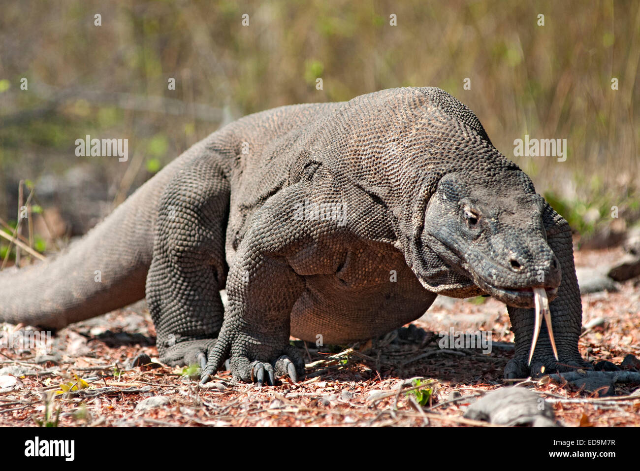 Komodo-Waran im Komodo National Park auf Komodo Insel, Ost-Nusa ...
