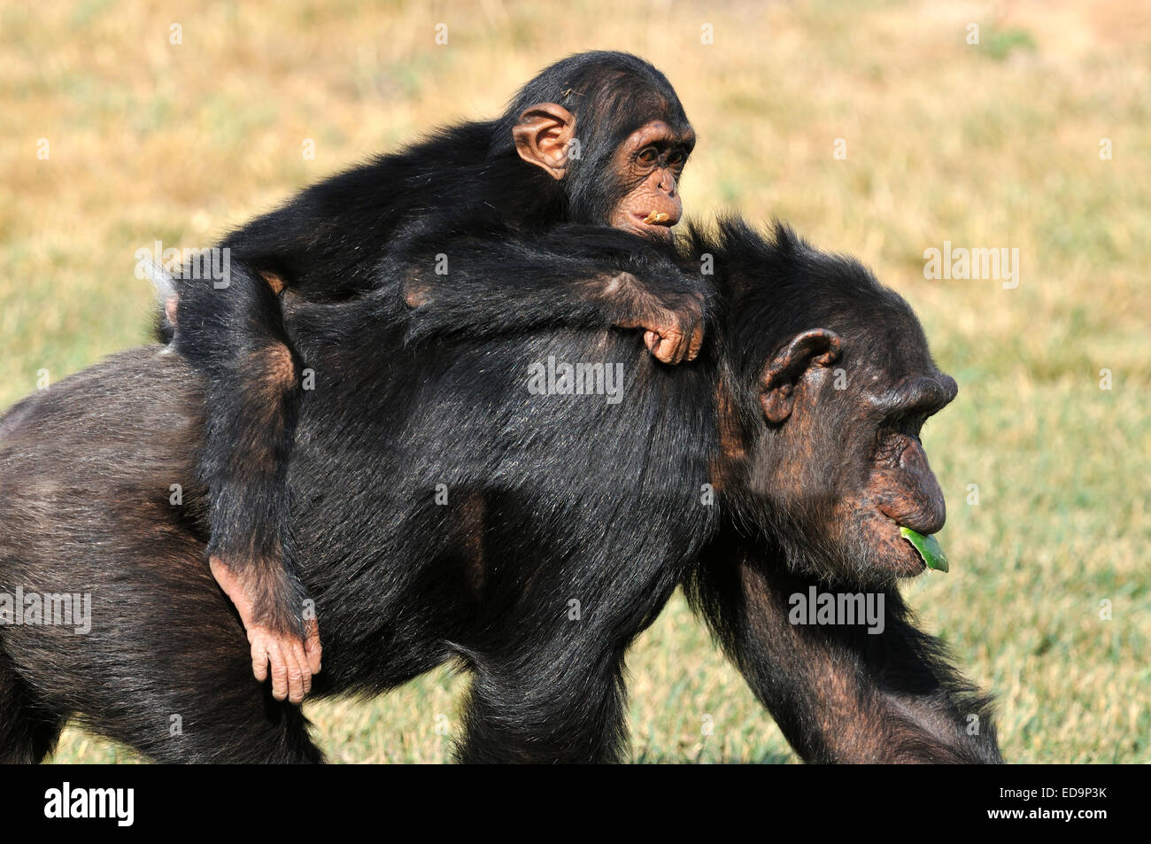 Mutter Schimpanse mit Baby auf dem Rücken Stockfotografie - Alamy