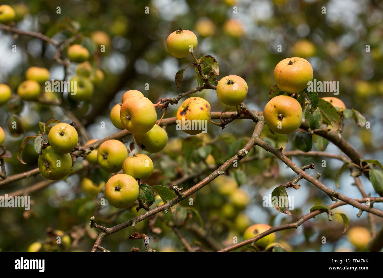 Malus sylvestris -Fotos und -Bildmaterial in hoher Auflösung – Alamy
