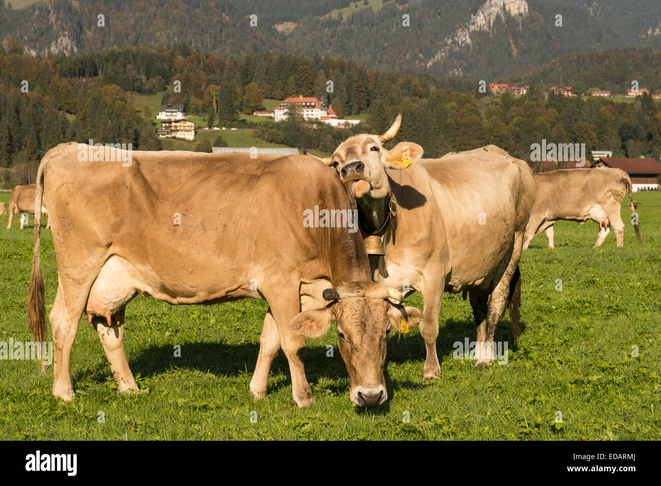 Wiese Einer Alp Stockfotos und -bilder Kaufen - Alamy