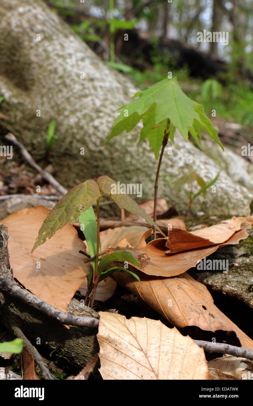 Zucker-Ahorn Baum Samen keimen Ohio Stockfotografie - Alamy