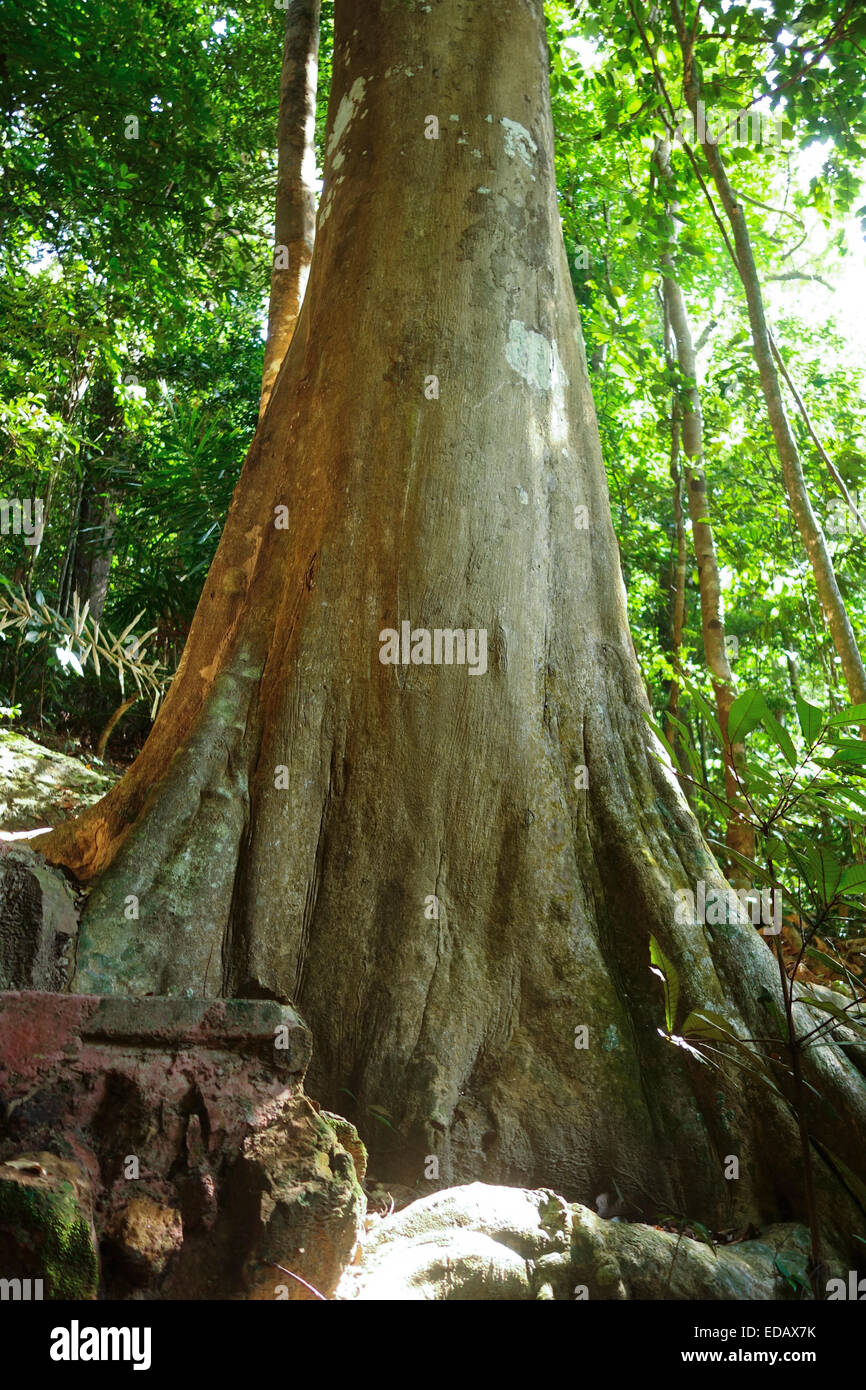 Großen Adlerholz-Kernholz-Baum im Regenwald Koh Lanta, Mu Ko Lanta ...