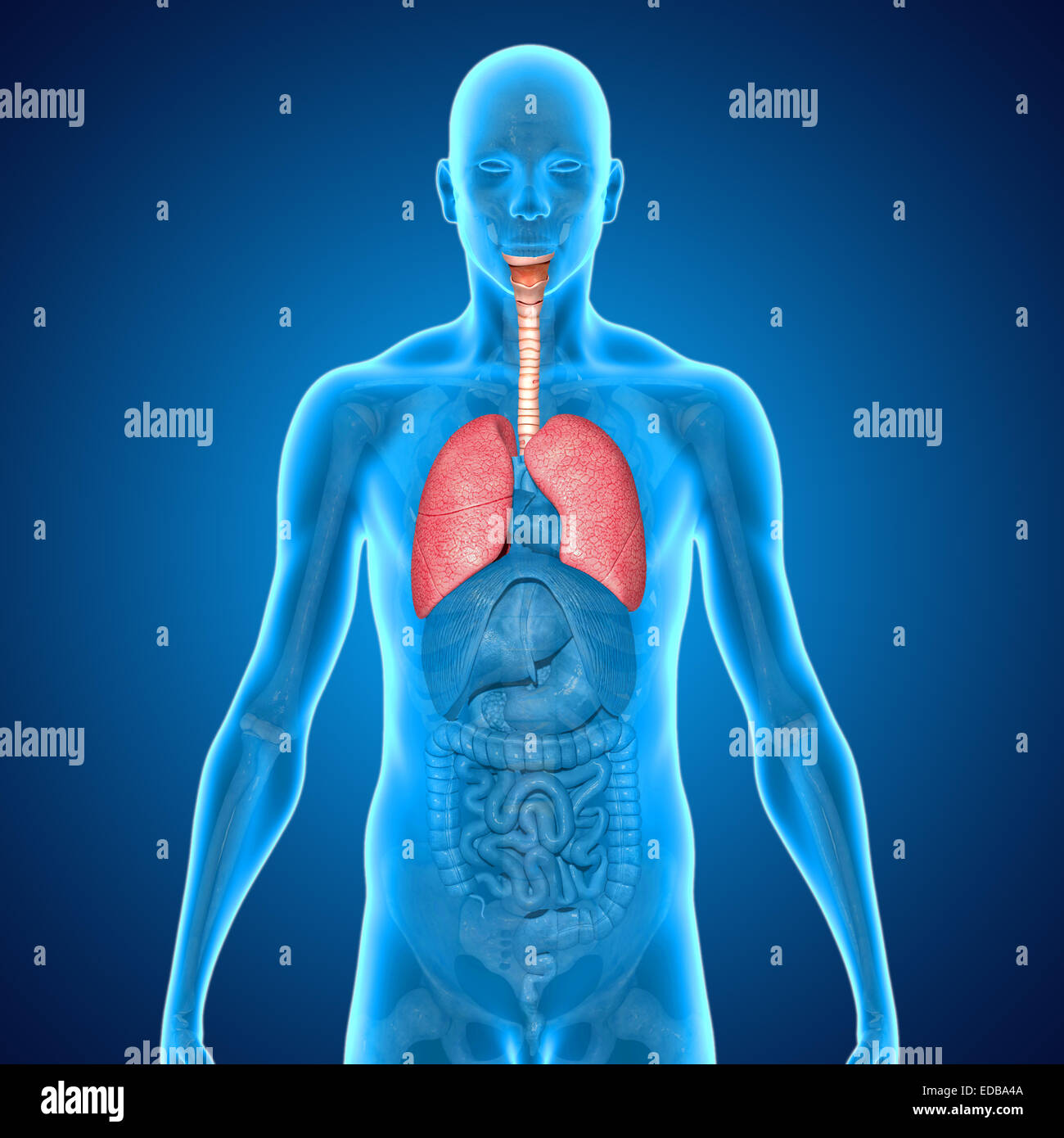 Render Respiration Stockfotos & Render Respiration Bilder - Alamy