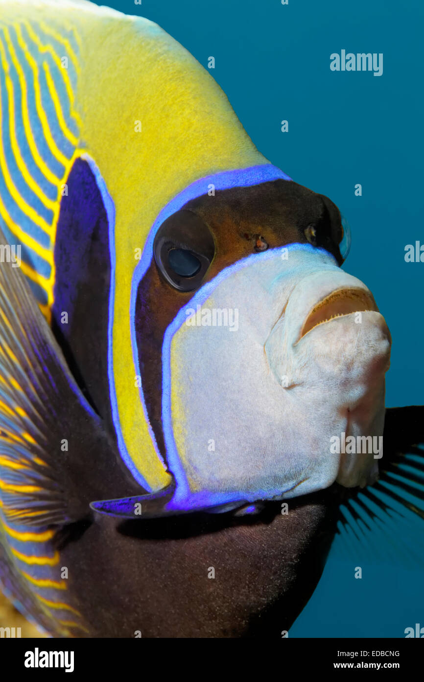 Kaiser-Kaiserfisch (Pomacanthus Imperator), Great Barrier Reef, Pazifik ...