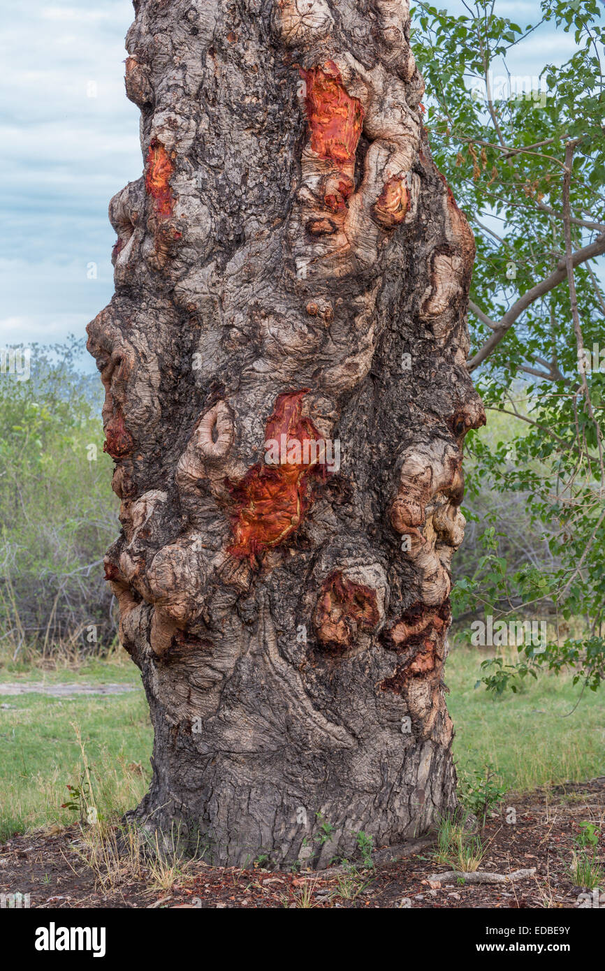 Stamm der Marula-Baum oder Elefanten-Baum (Sclerocarya Birrea ...