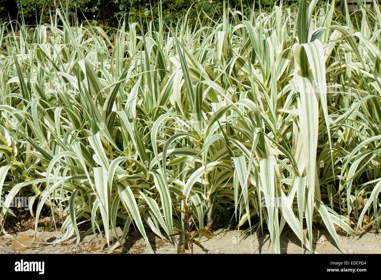 Giant Reed Grass, lateinischer Name Arundo Donax Variegata ...