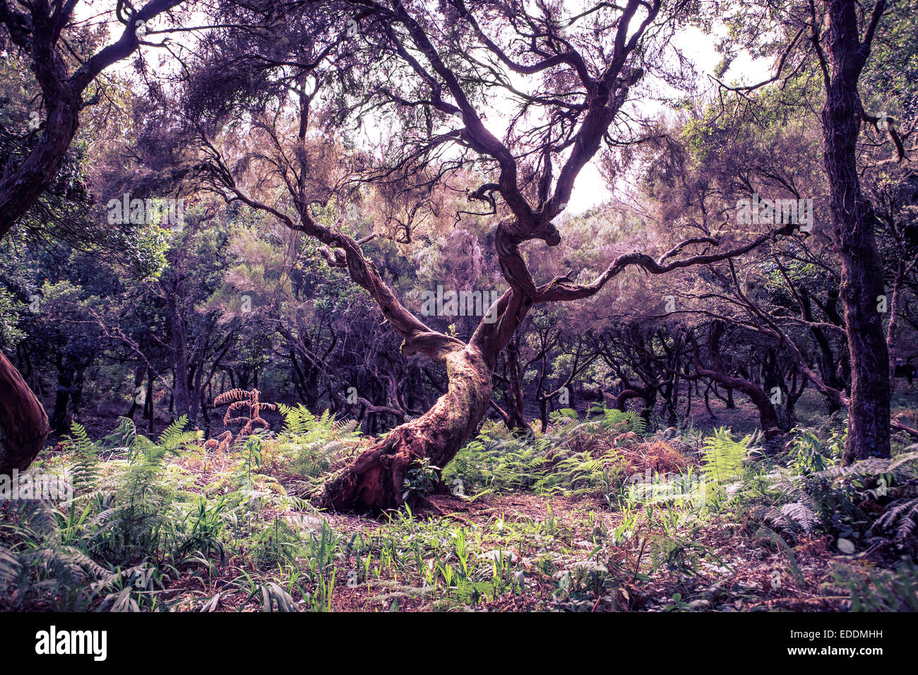 Portugal, Madeira, Lorbeerbaum, Laurus Nobilis, im Holz Stockfotografie ...