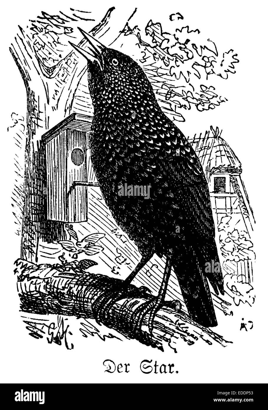 Star vogel illustration -Fotos und -Bildmaterial in hoher Auflösung – Alamy