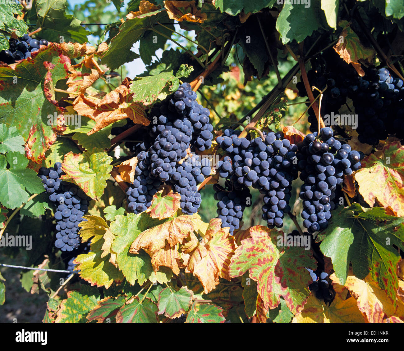 Domestizierte trauben -Fotos und -Bildmaterial in hoher Auflösung – Alamy